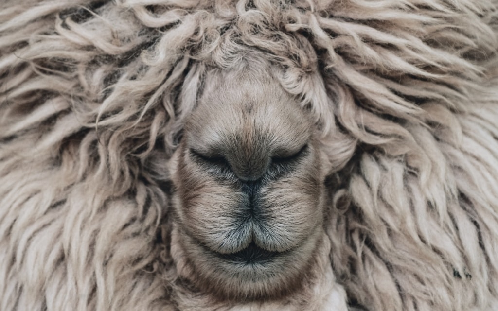 Keratin from New Zealand Sheep Wool: The Best Ingredient for Hair ...